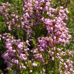 Erica manipuliflora