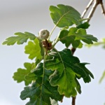 Quercus pubescens